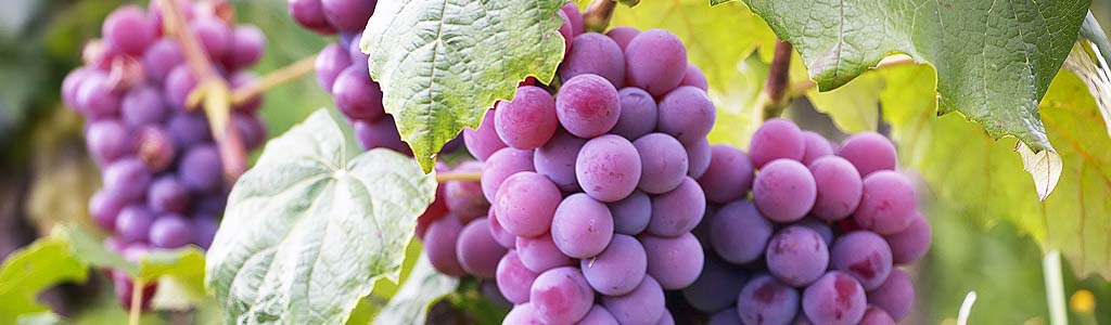 10 benefícios da uva - com tabela nutricional e receita